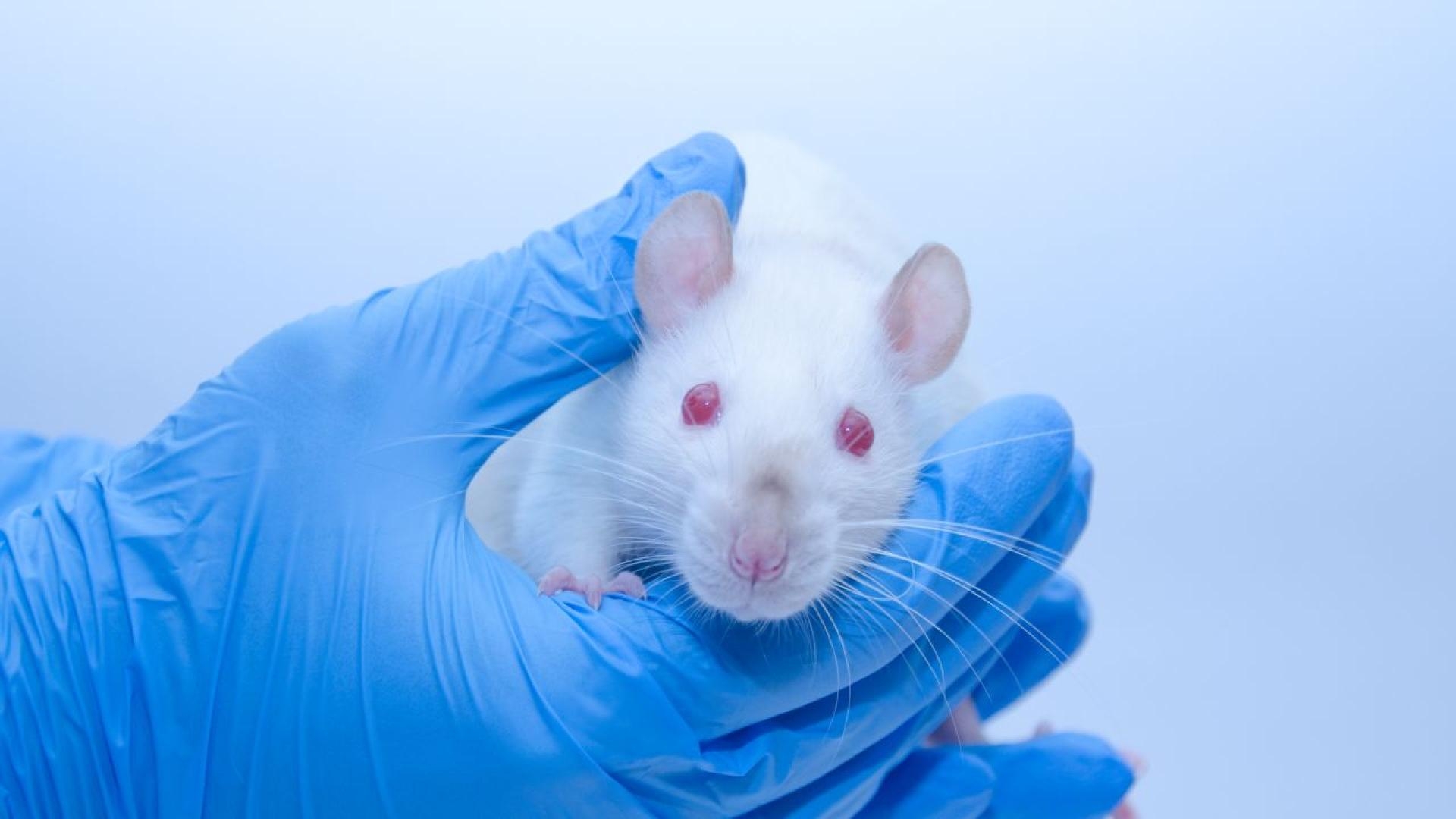 Ear Vagus Nerve Stimulation Shifted a Synaptic Protein in Rat Brains ...