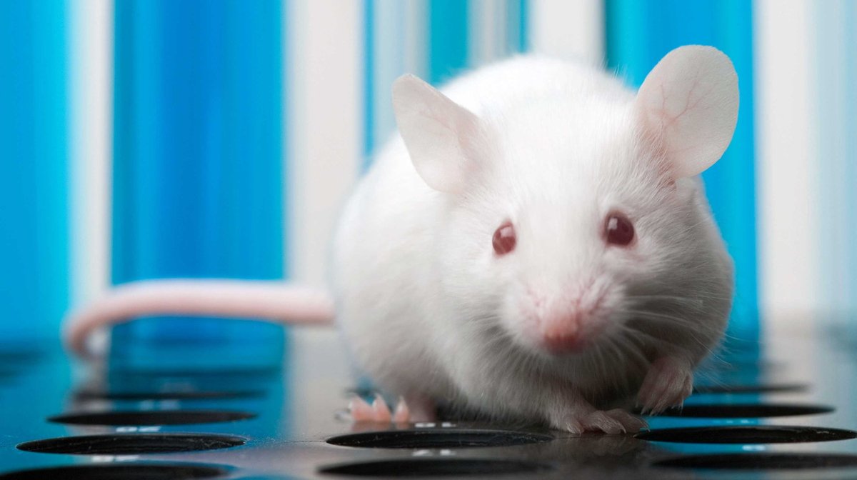Operant chamber: what it is, how it works, and why researchers use it